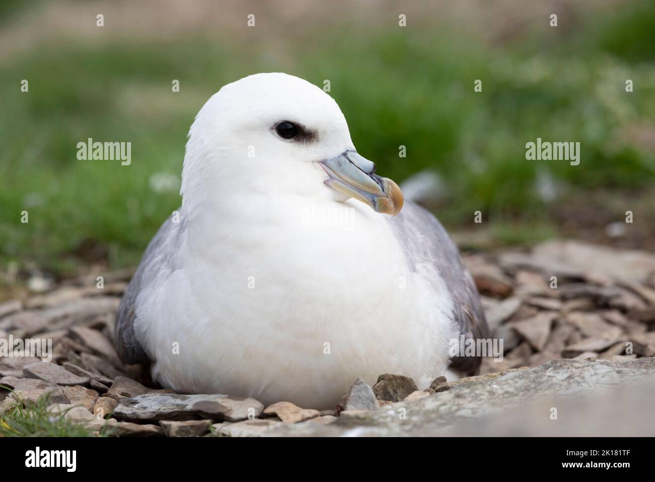 The northern fulmar (Fulmarus glacialis), fulmar, or Arctic fulmar ...