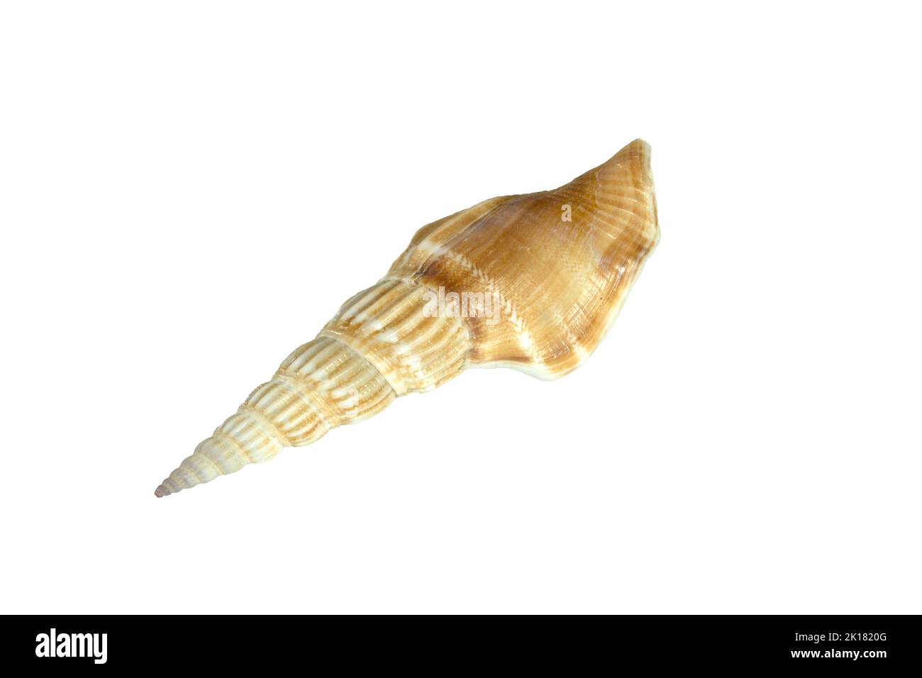 tower screw shells, is isolated on white background (clipped path Stock ...