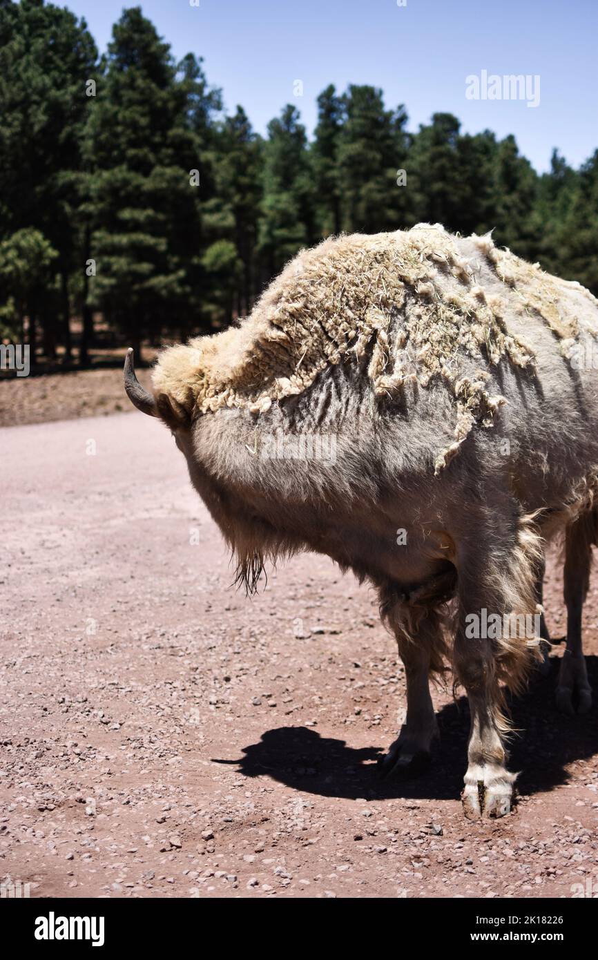 A vertical shot of a bison in Arizona Stock Photo - Alamy