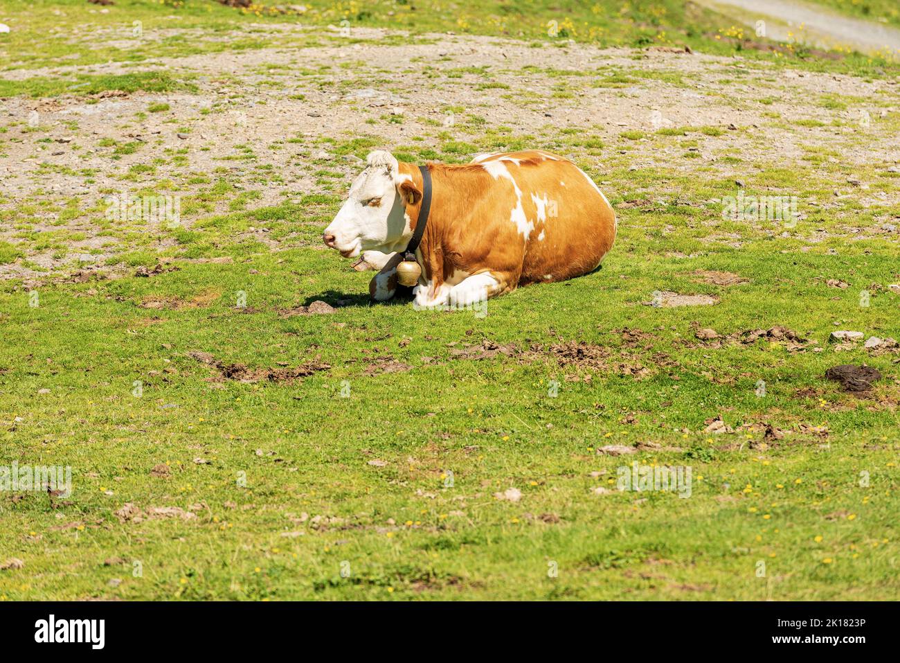 Brown and white dairy cow with cowbell on a mountain pasture, green ...