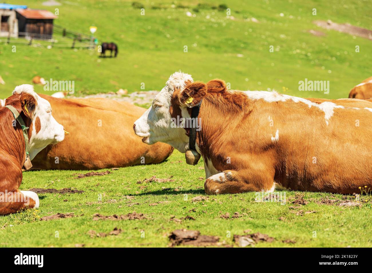 Brown and white dairy cows with cowbell on a mountain pasture, green ...