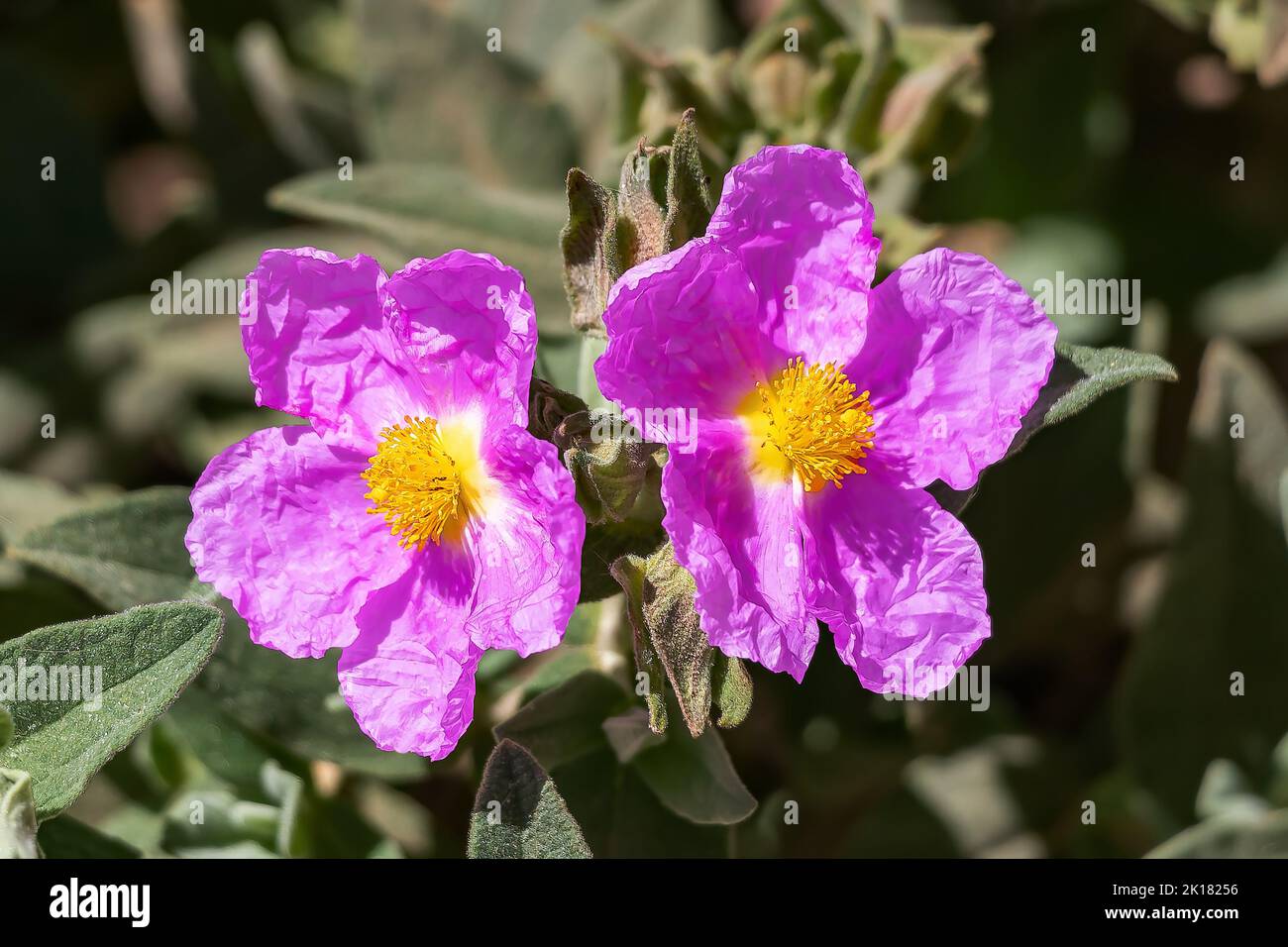 Pink Cistus albidus, the grey-leaved cistus, is a shrubby species of ...