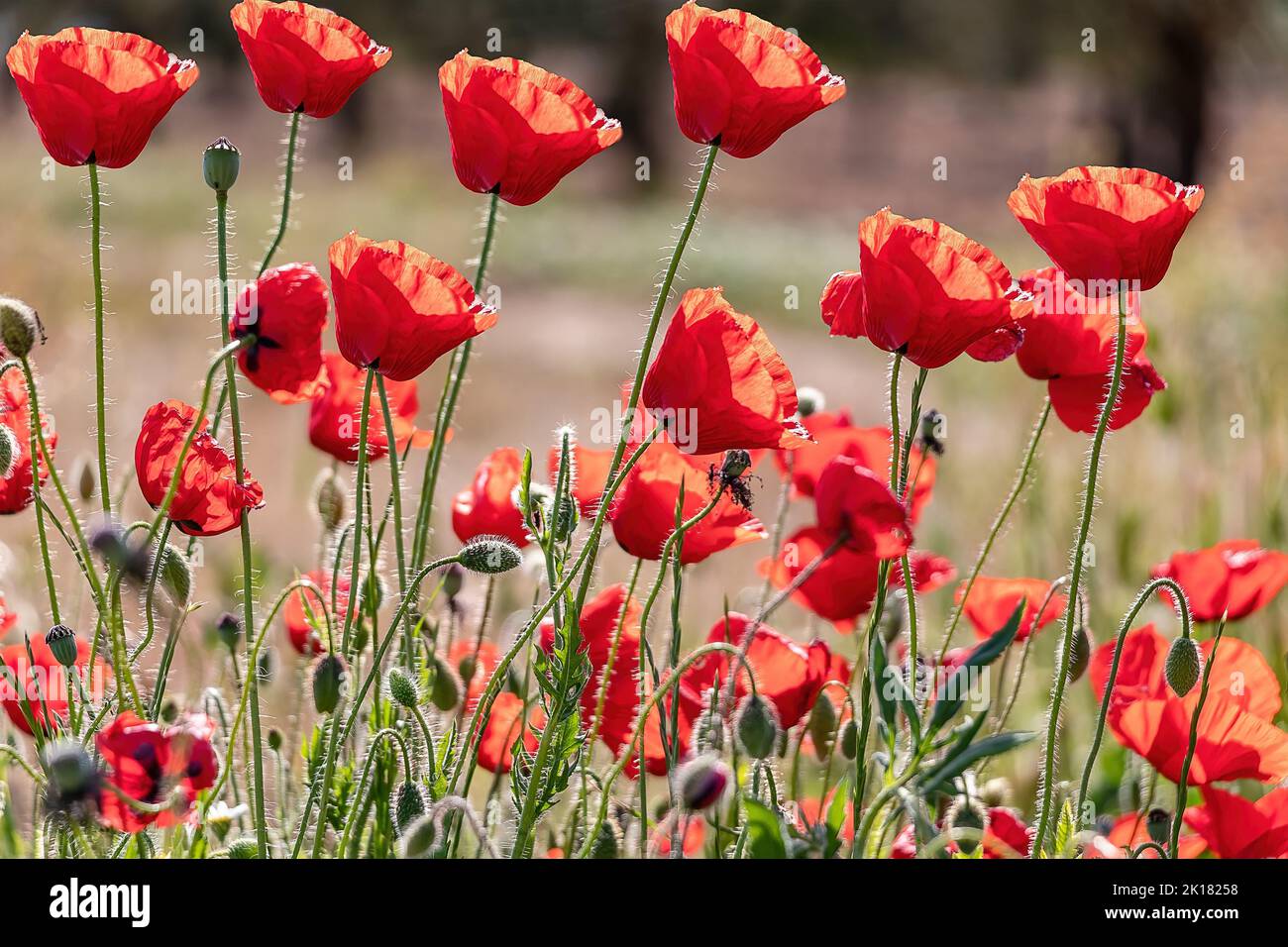 Common poppies (Papaver rhoeas) also known as corn rose and field poppy ...
