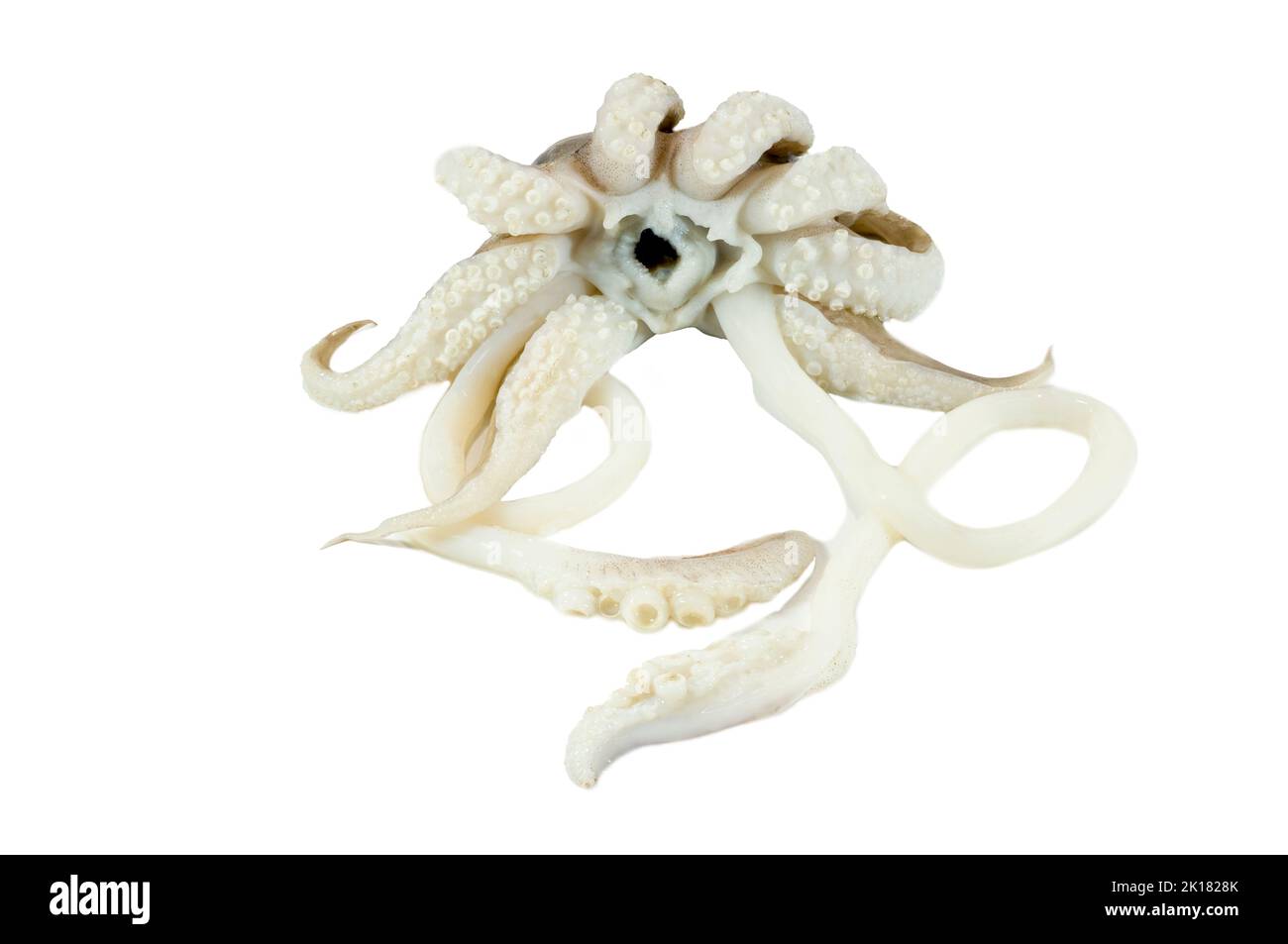Close-up of freshly octopus head with big eye on white background Stock ...
