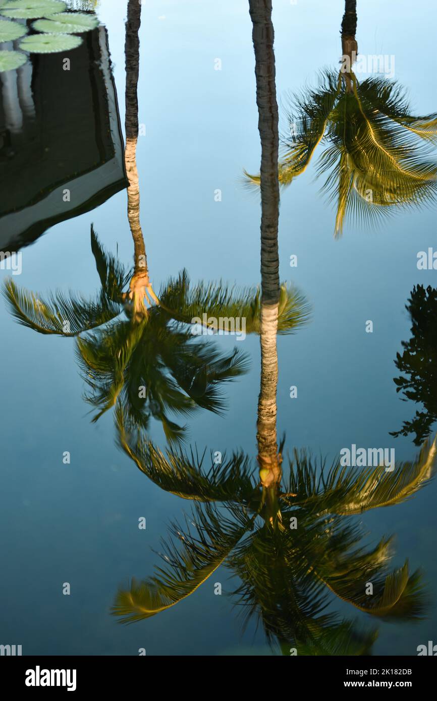 Reflecting palm branches hi-res stock photography and images - Alamy