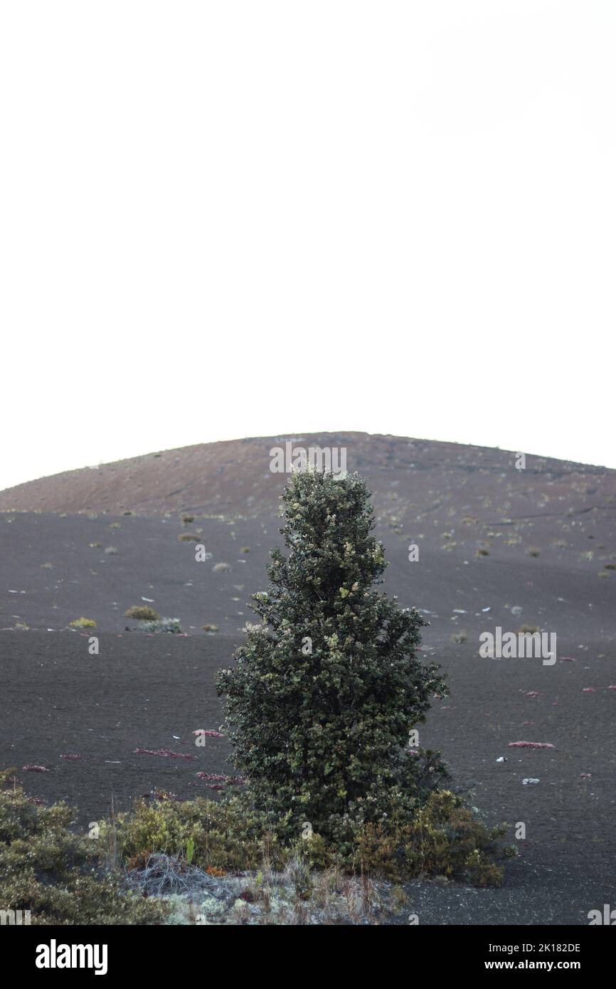 A vertical shot of a lonely tree with the background of a mountain at ...