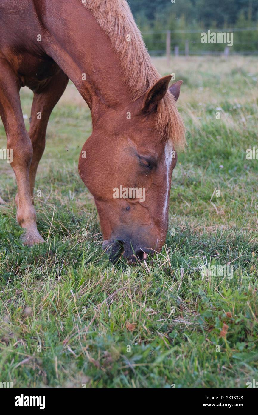 Equine pictures hi-res stock photography and images - Alamy