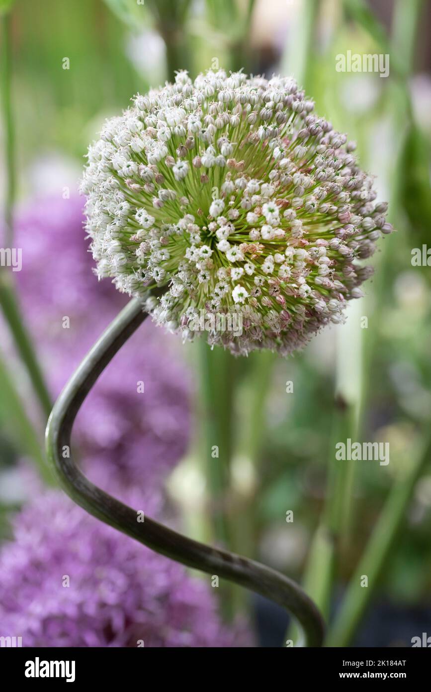 Allium flower in a beautiful flower arrangement Stock Photo - Alamy
