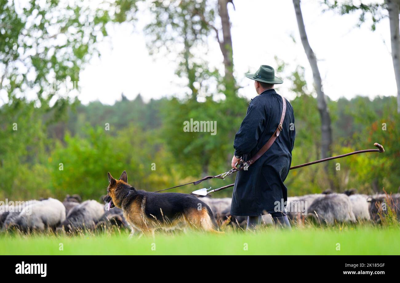 Eimke, Germany. 16th Sep, 2022. Julian Schulz, shepherd, drives the ...