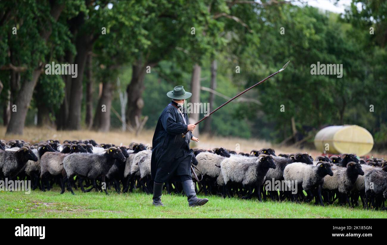 Eimke, Germany. 16th Sep, 2022. Julian Schulz, shepherd, drives his ...