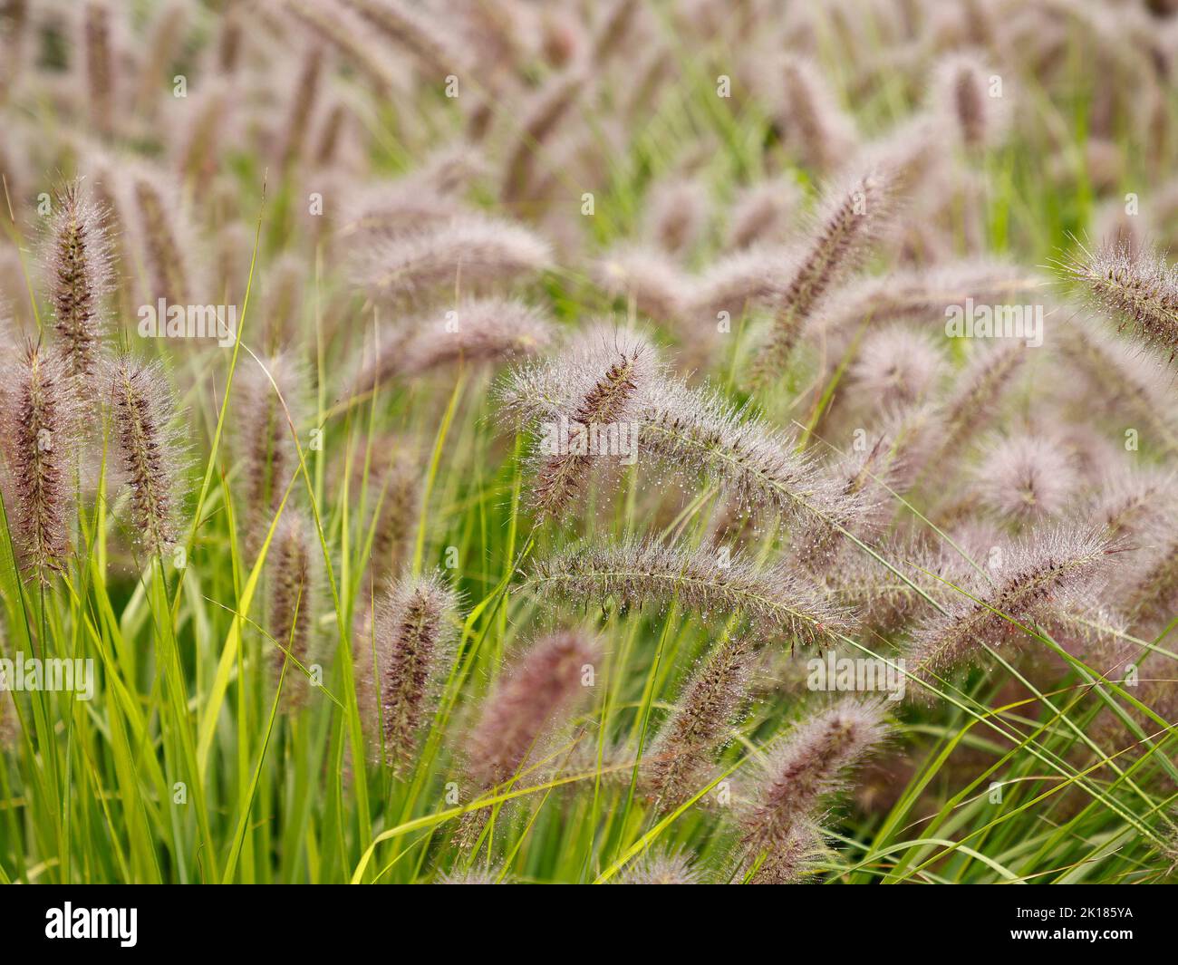 Close up of the ornamental garden grass with plumes Pennisetum ...