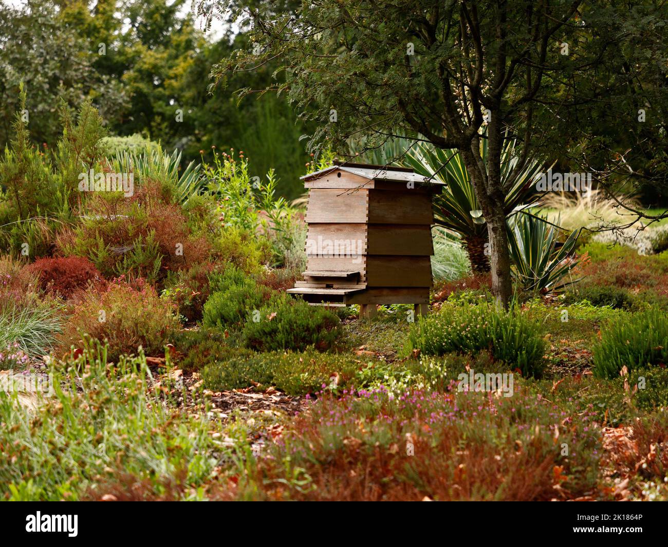 Beehive seen in the garden in between low growing plants and trees in ...