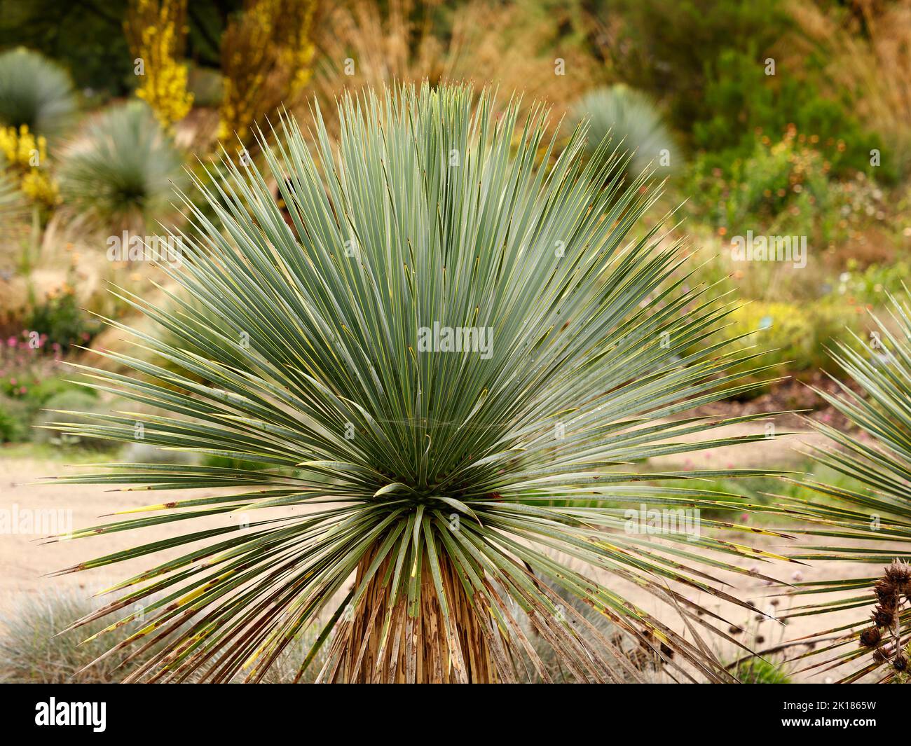 Yuca rostrata hi-res stock photography and images - Alamy