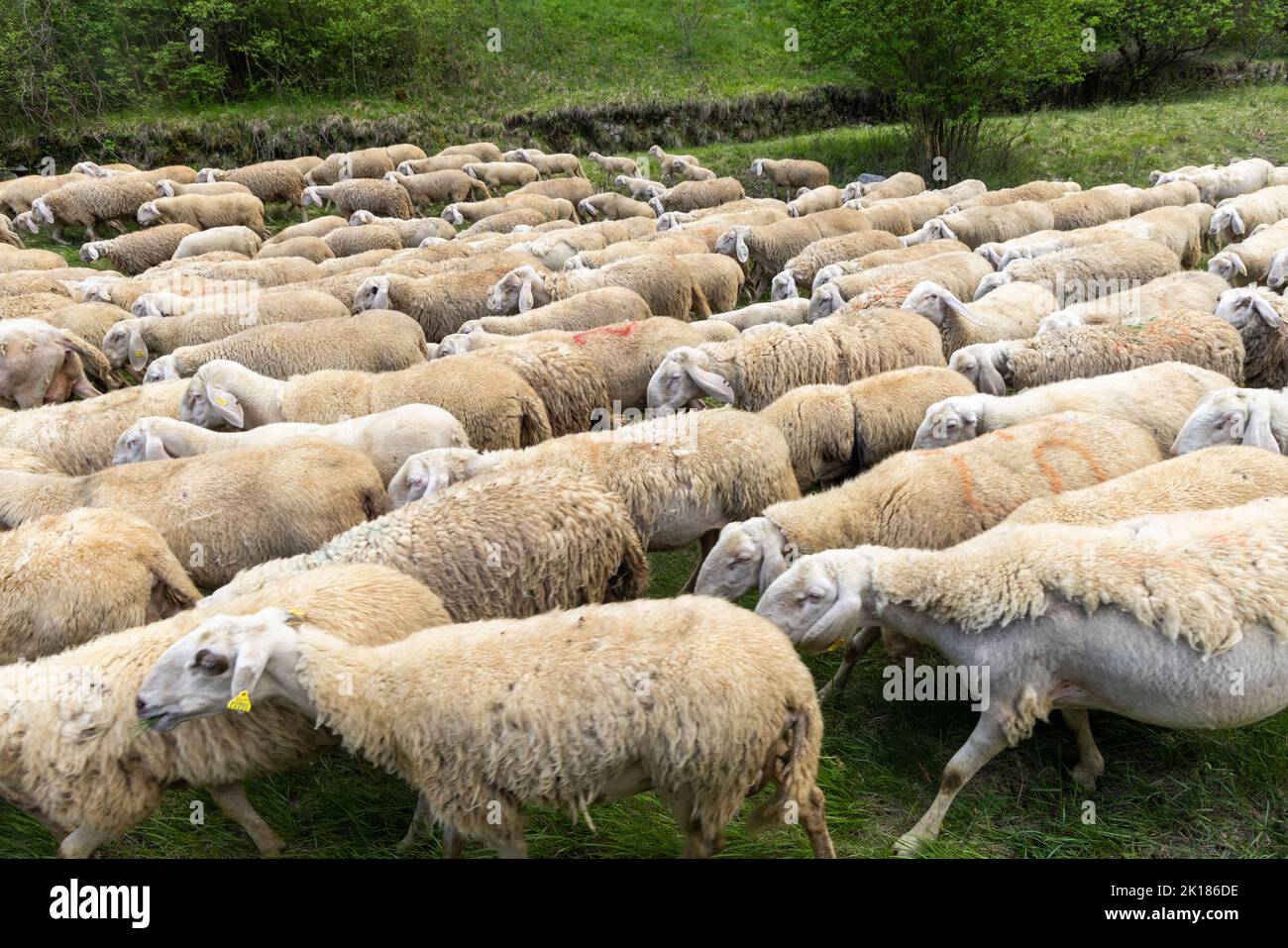Herd of sheep, goats and donkeys in the meadows in Tuscany. Italy Stock Photo - Alamy