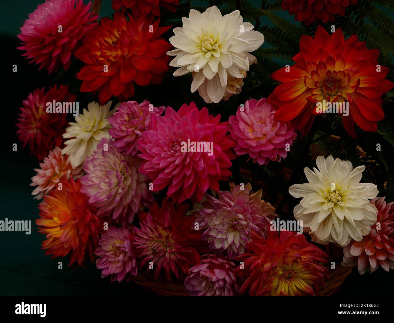 Dahlias in a basket hi-res stock photography and images - Alamy