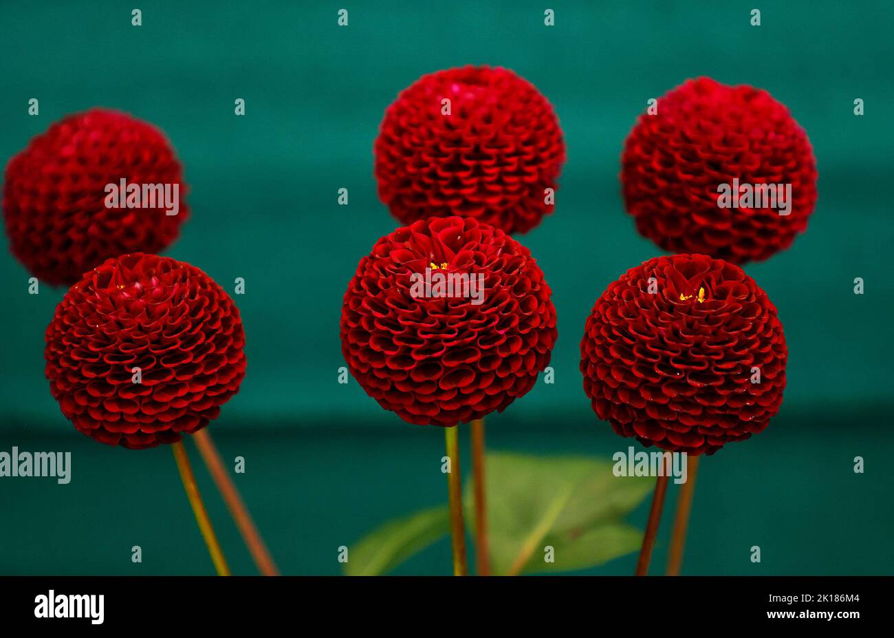 Miniature pompon dahlias hi-res stock photography and images - Alamy