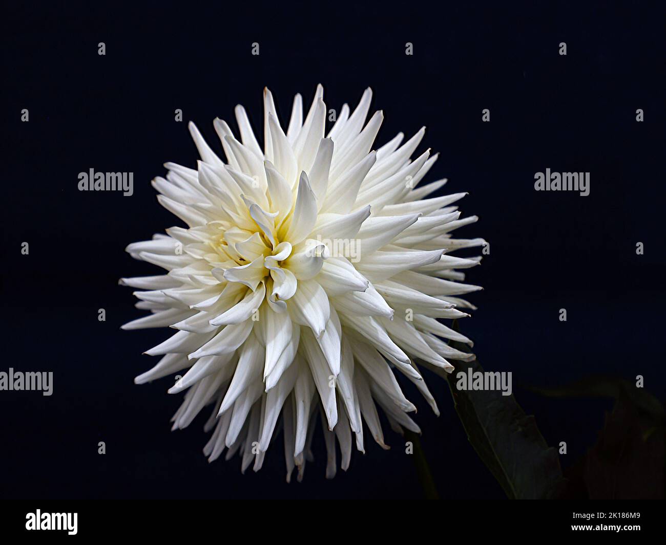 Dahlia white candy hi-res stock photography and images - Alamy