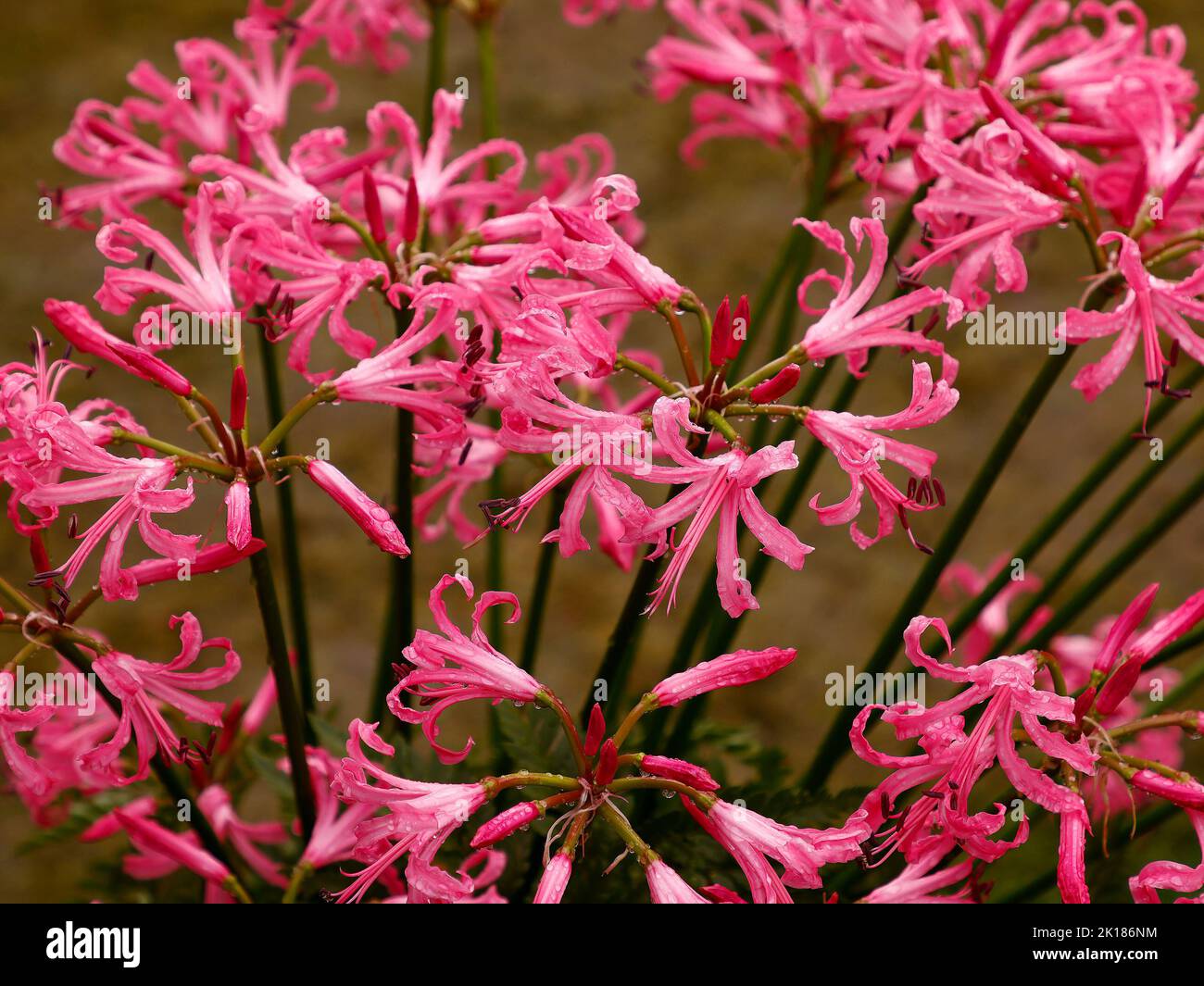 Red flowering nerine hi-res stock photography and images - Alamy