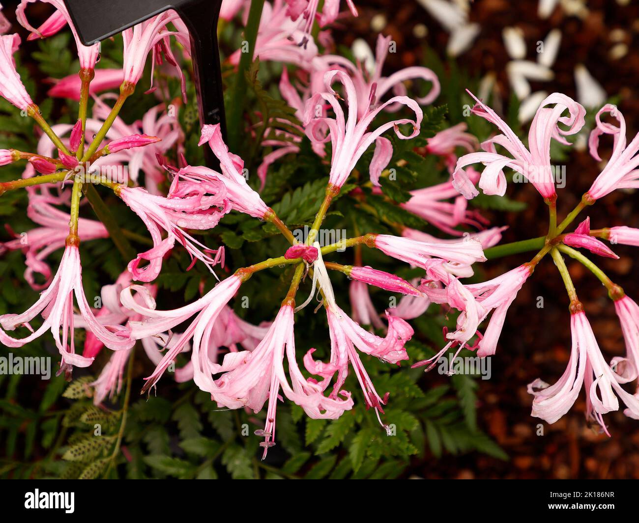 Close up of the white pink flowering garden bulb Nerine bowdenii seen ...
