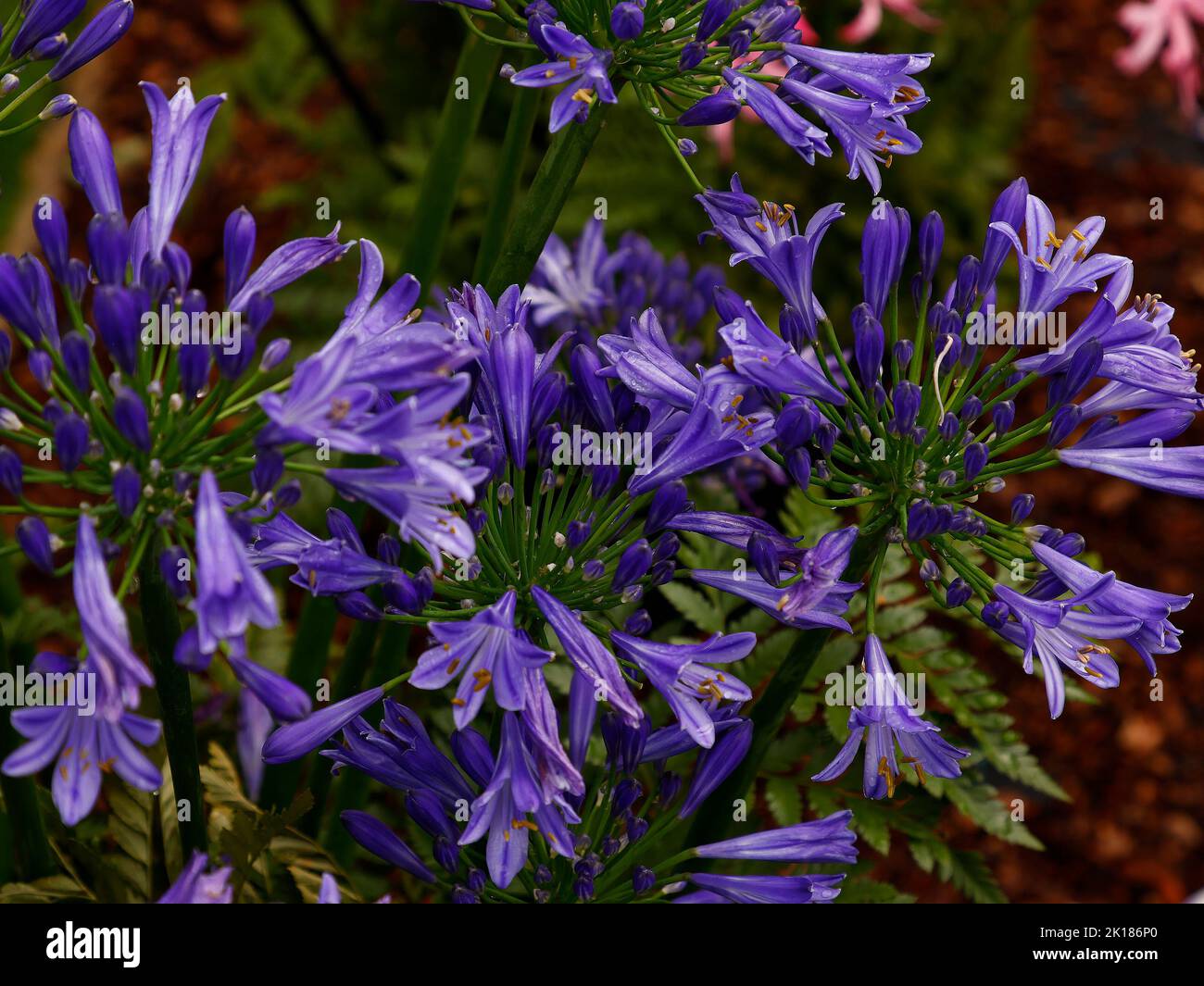 Cloe up of the blue flowering perennial garden bulb Agapanthus Blue ...