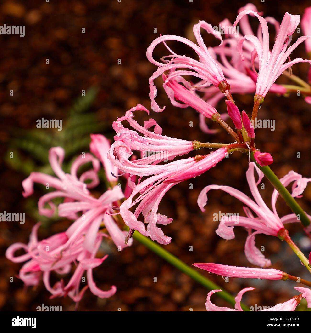 Light pink flowering nerine hi-res stock photography and images - Alamy