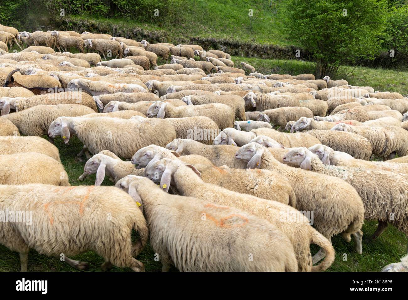 Herd of sheep, goats and donkeys in the meadows in Tuscany. Italy Stock Photo - Alamy