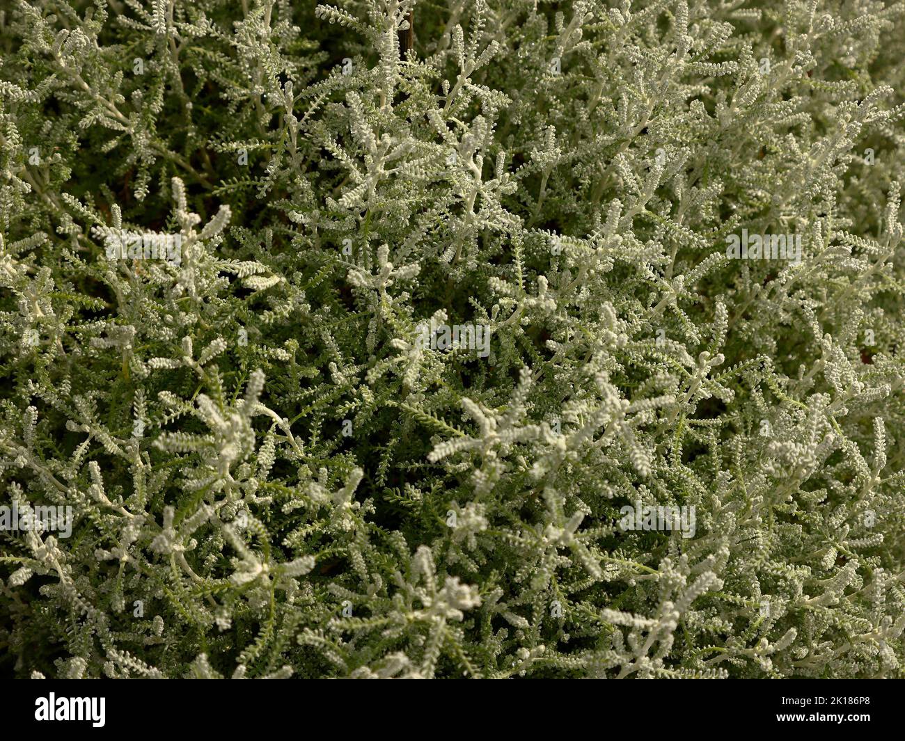 Close up of the grey foliage of the garden shrubSantolina ...