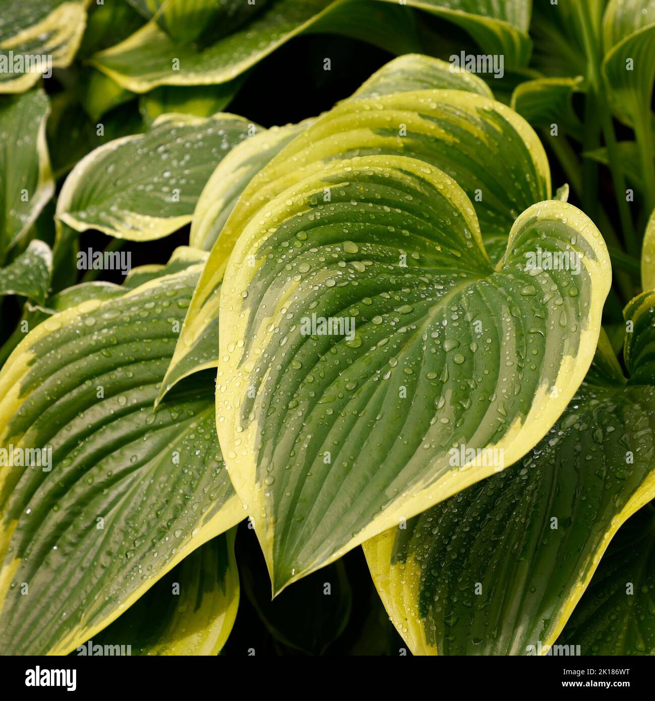 Close up of the herbaceous perennial plant with variegated leaves with ...