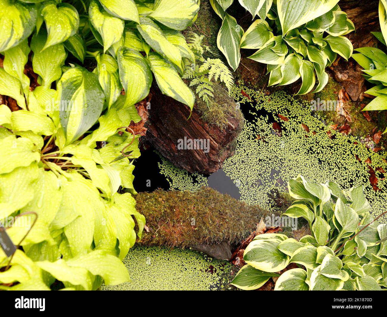 Hostas planted around a small garden pond hi-res stock photography and ...