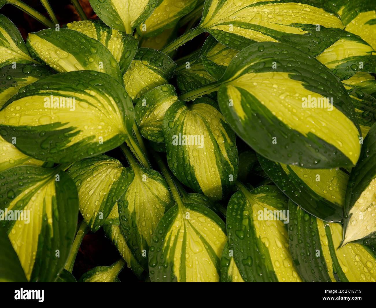 Hosta colour festival hi-res stock photography and images - Alamy