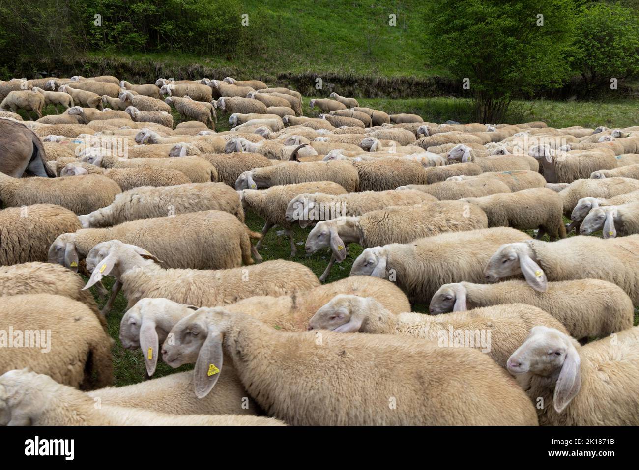 Herd of sheep, goats and donkeys in the meadows in Tuscany. Italy Stock Photo - Alamy