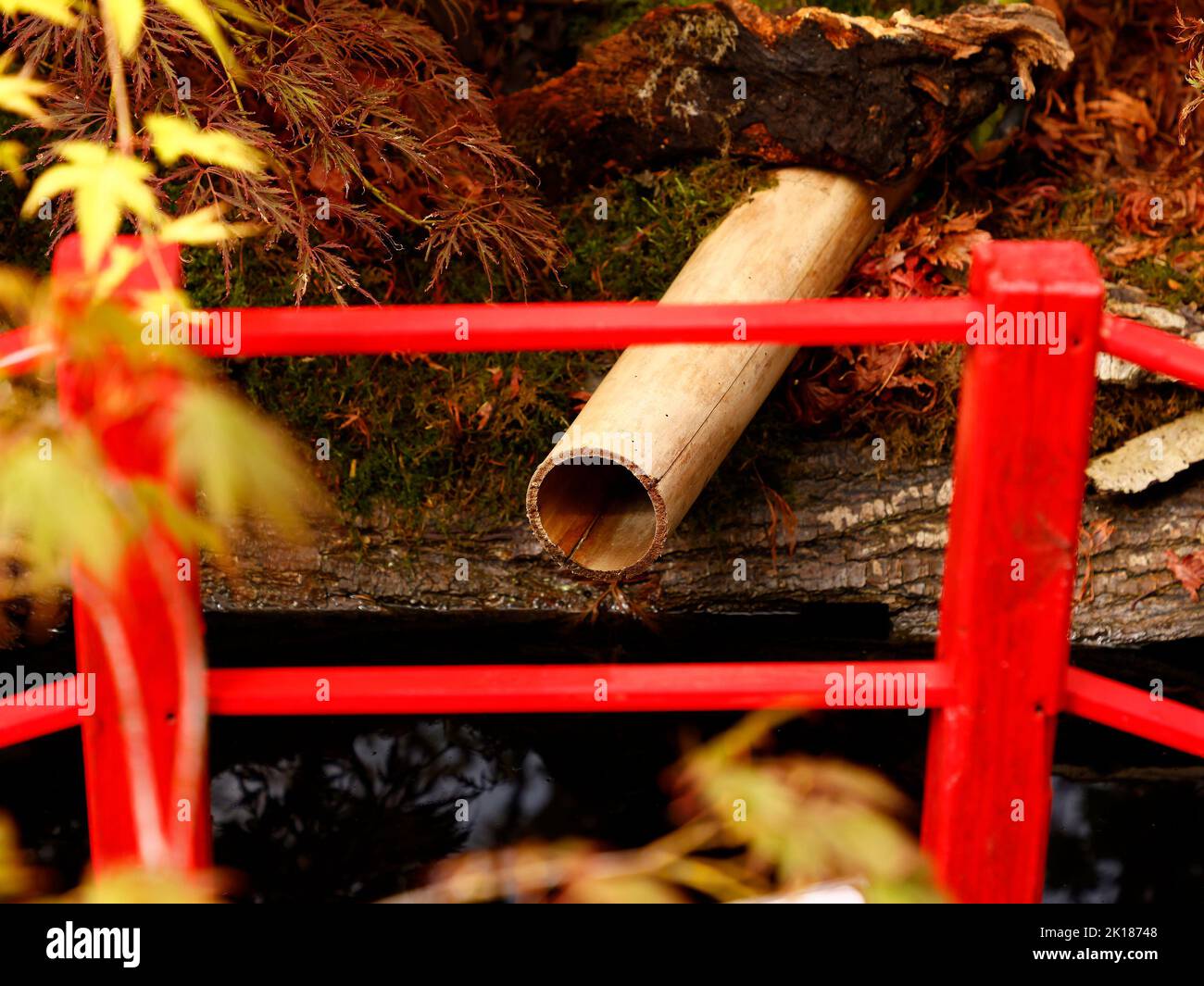 Detail in a Japanese garden with Acer palmatum seiryu, a red bridge and ...