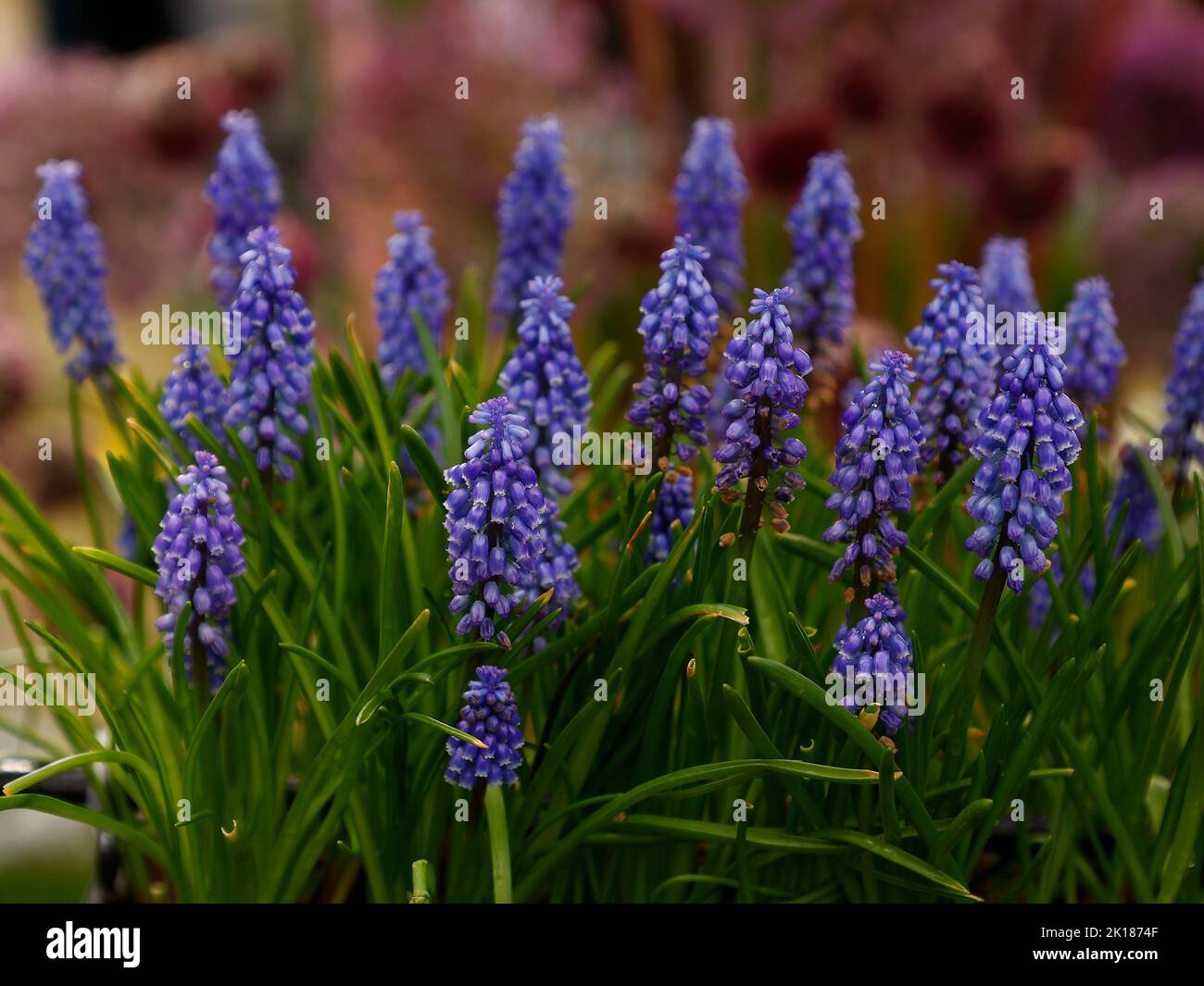 Close up of the blue flowering garden bulb Muscari Bling Bling UK Stock ...