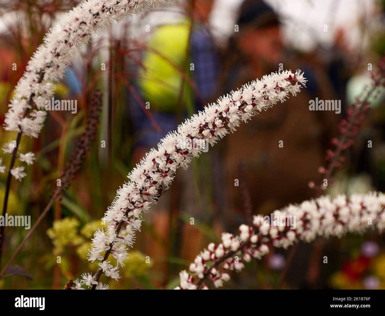 Spires of white flowers of the herbaceous perennial garden plant Actaea ...