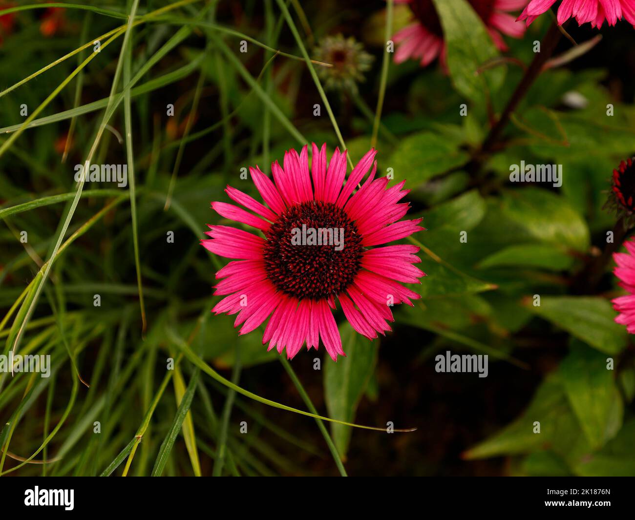 Close up of the red flowering Echinacea Fatal Attraction flower seen in ...
