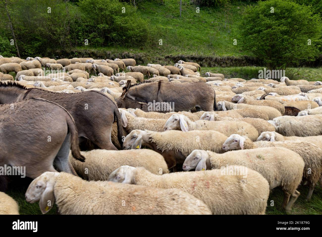 Herd of sheep, goats and donkeys in the meadows in Tuscany. Italy Stock Photo - Alamy