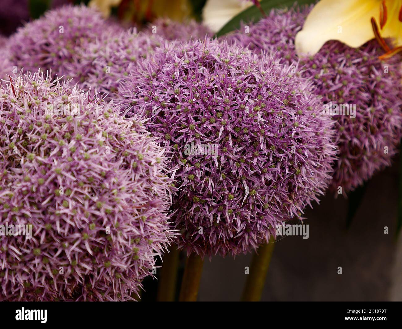 Close up of flowering Allium Globemaster purple flowers seen in the ...