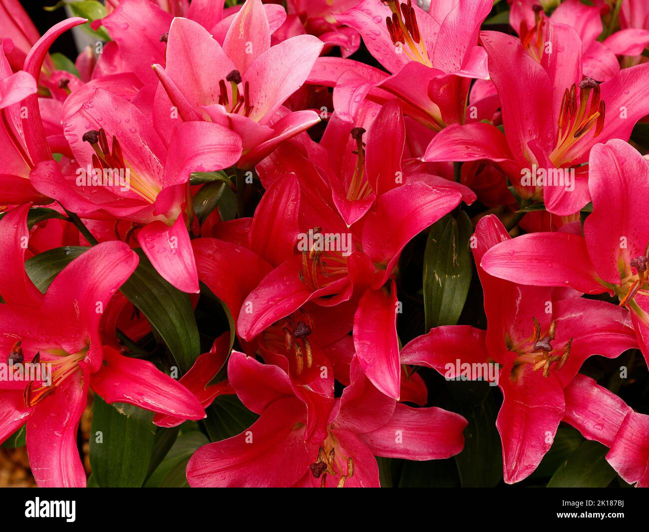Close up of flower of summer flowering garden lily Lilium Notting Hill ...