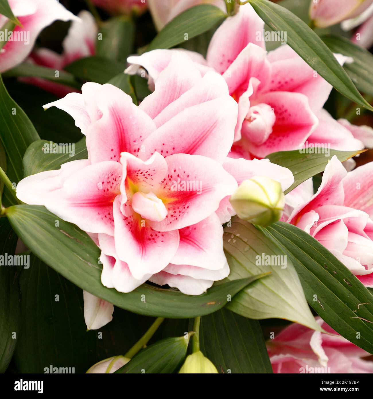 Close up of flower of summer flowering garden lily Lillium Mikaela seen ...