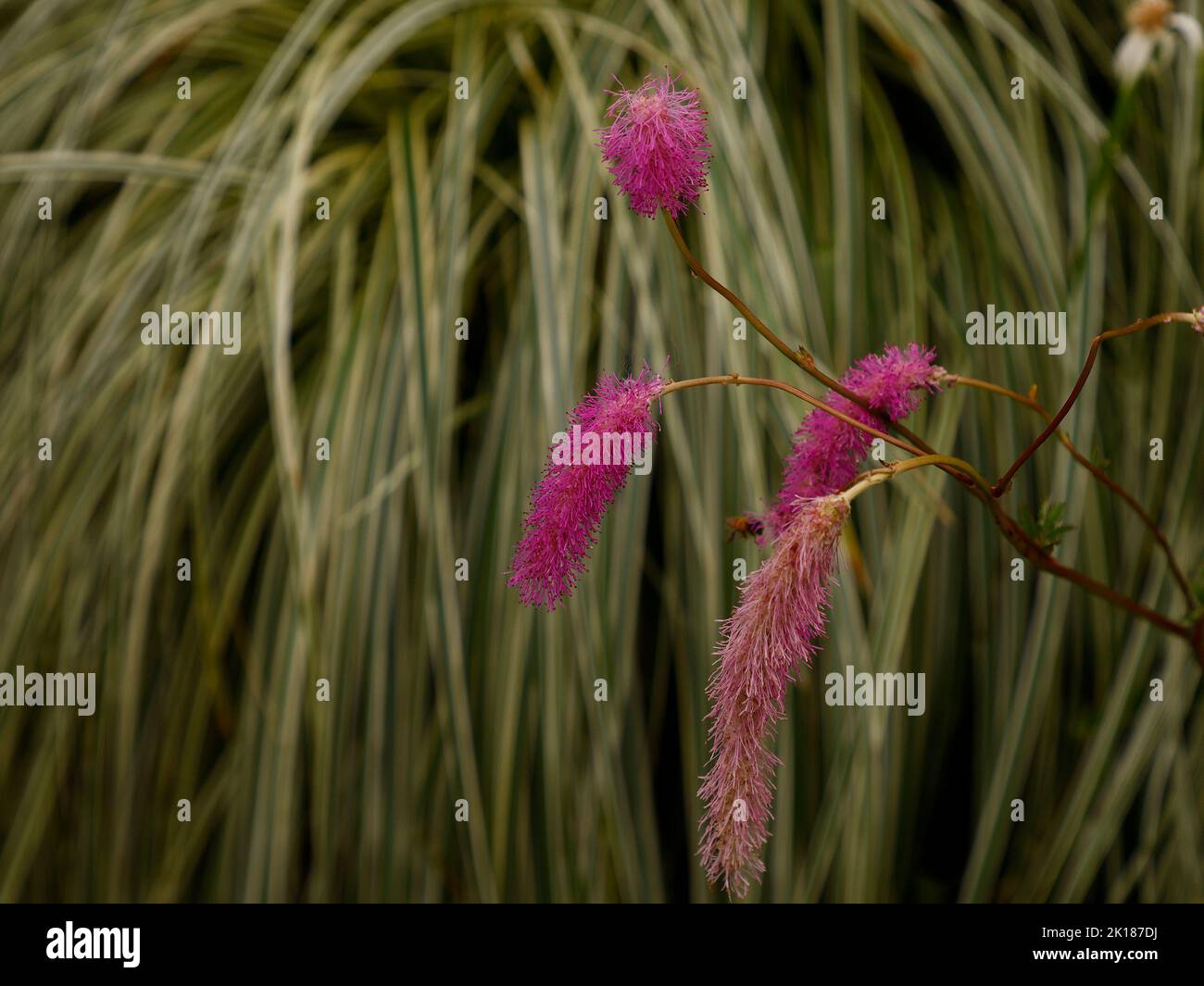 Close up of the flowers of the garden plant sanguisorba hakusanensis ...