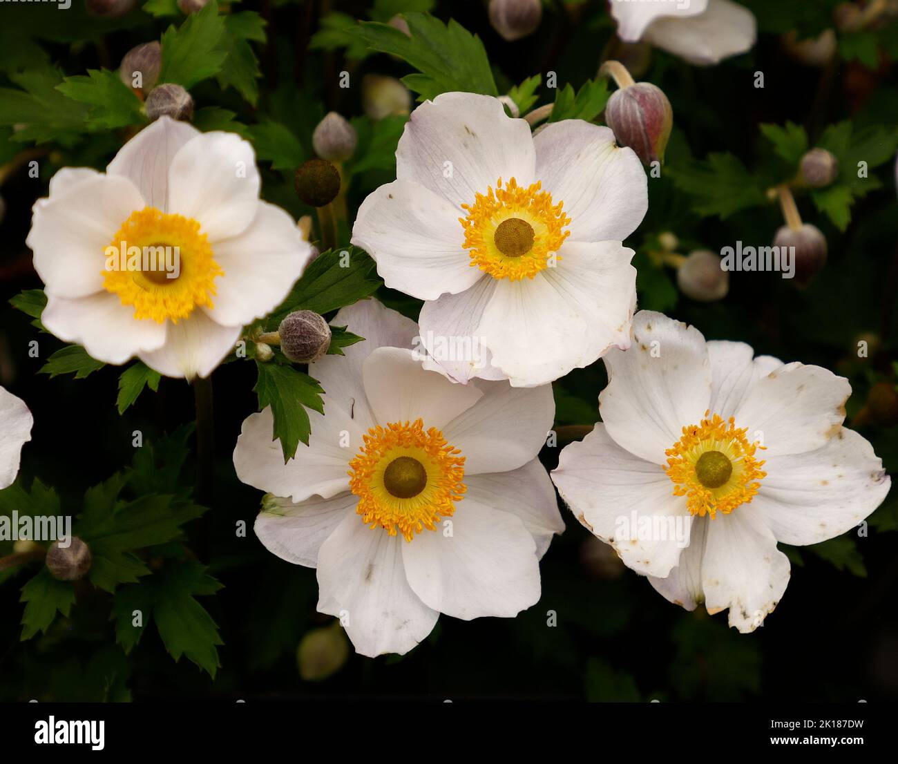 Close up of the white flowering herbaceous perennial garden plant ...