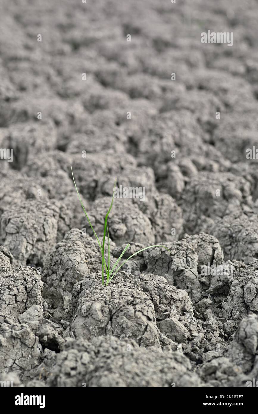 Resilient green grass growing from arid ground induced by global ...