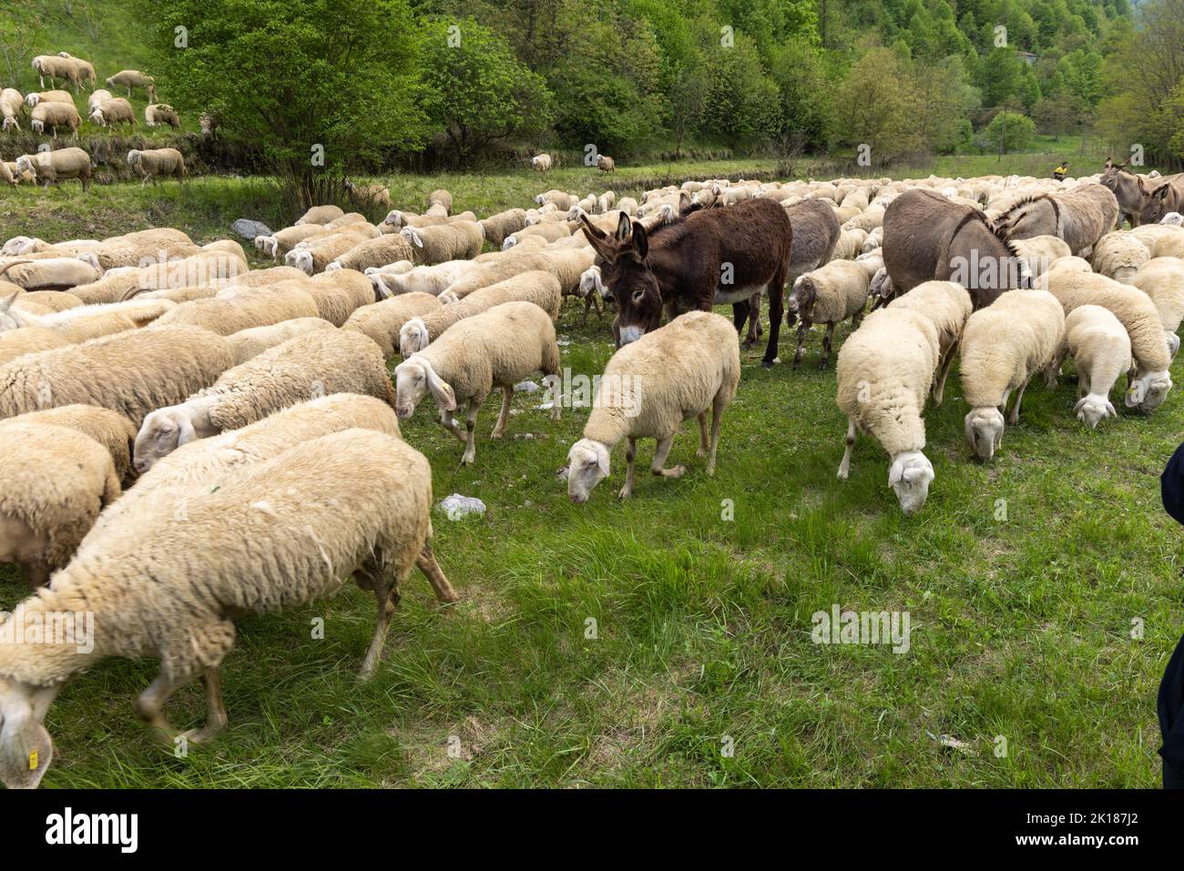 Herd of sheep, goats and donkeys in the meadows in Tuscany. Italy Stock Photo - Alamy