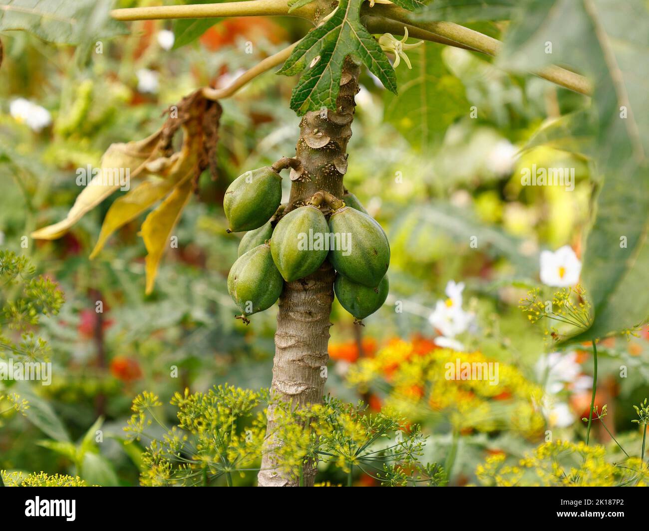 Sub tropical papaya fruit tree with fruits seen growing in the garden ...