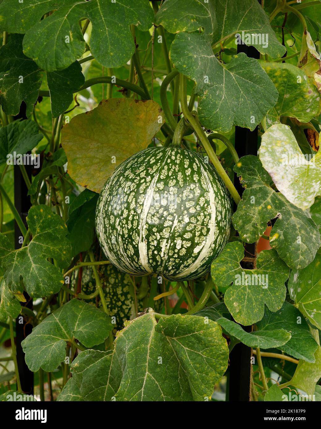 Large melon seen growing in the UK on a climbing plant in the vegetable ...