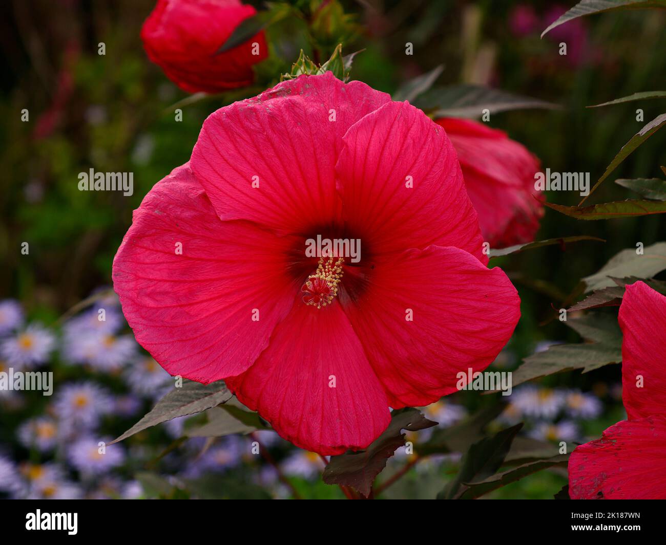 Hibiscus tangri hi-res stock photography and images - Alamy