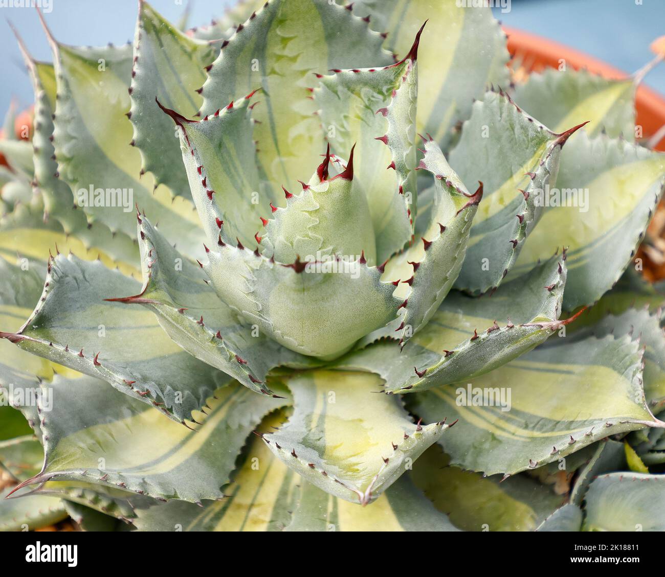 Close up of the variegated leaves of succulent plant Agava potatorum ...