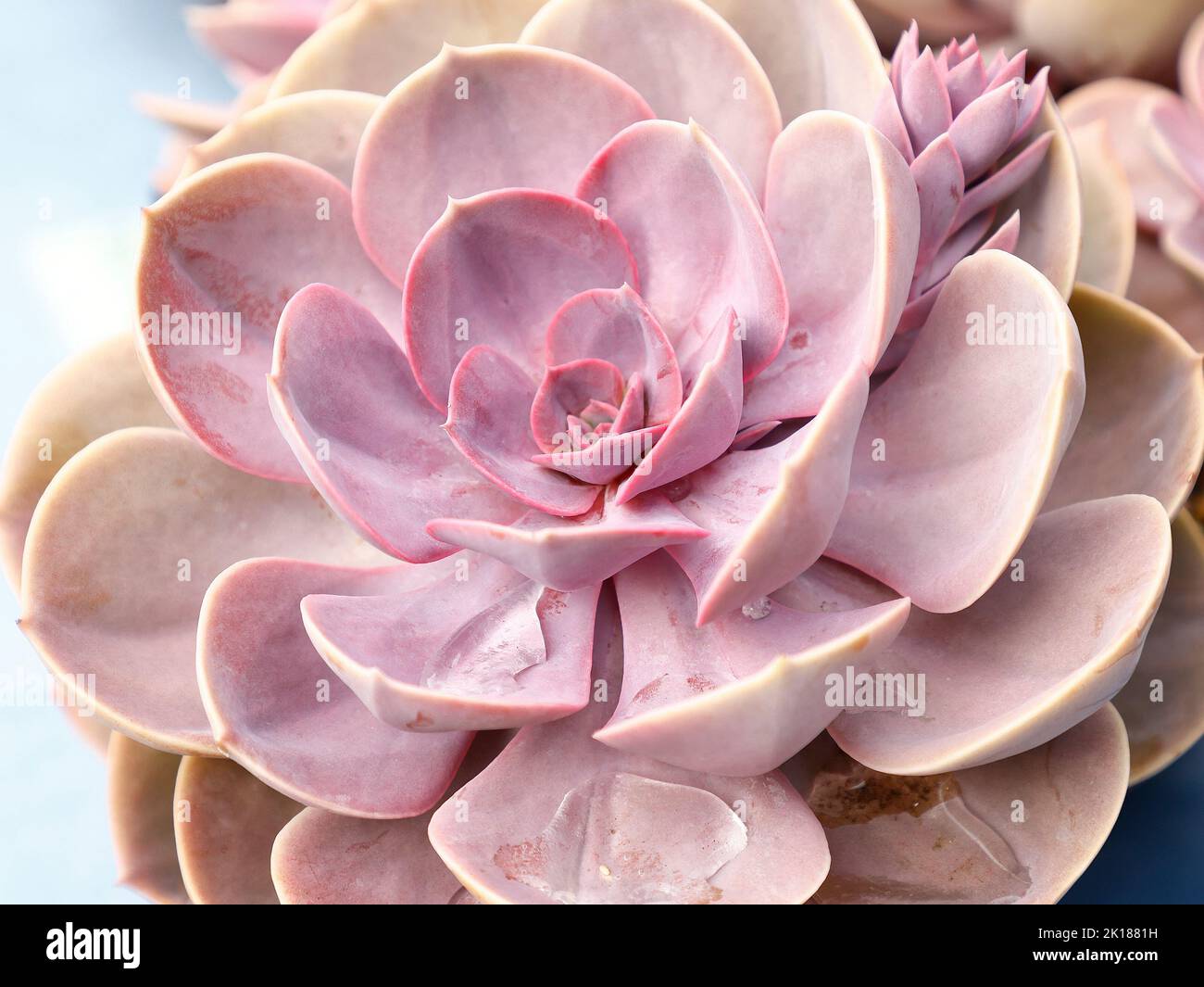 Close up of the rose-coloured leaves of the succulent plant Agave ...