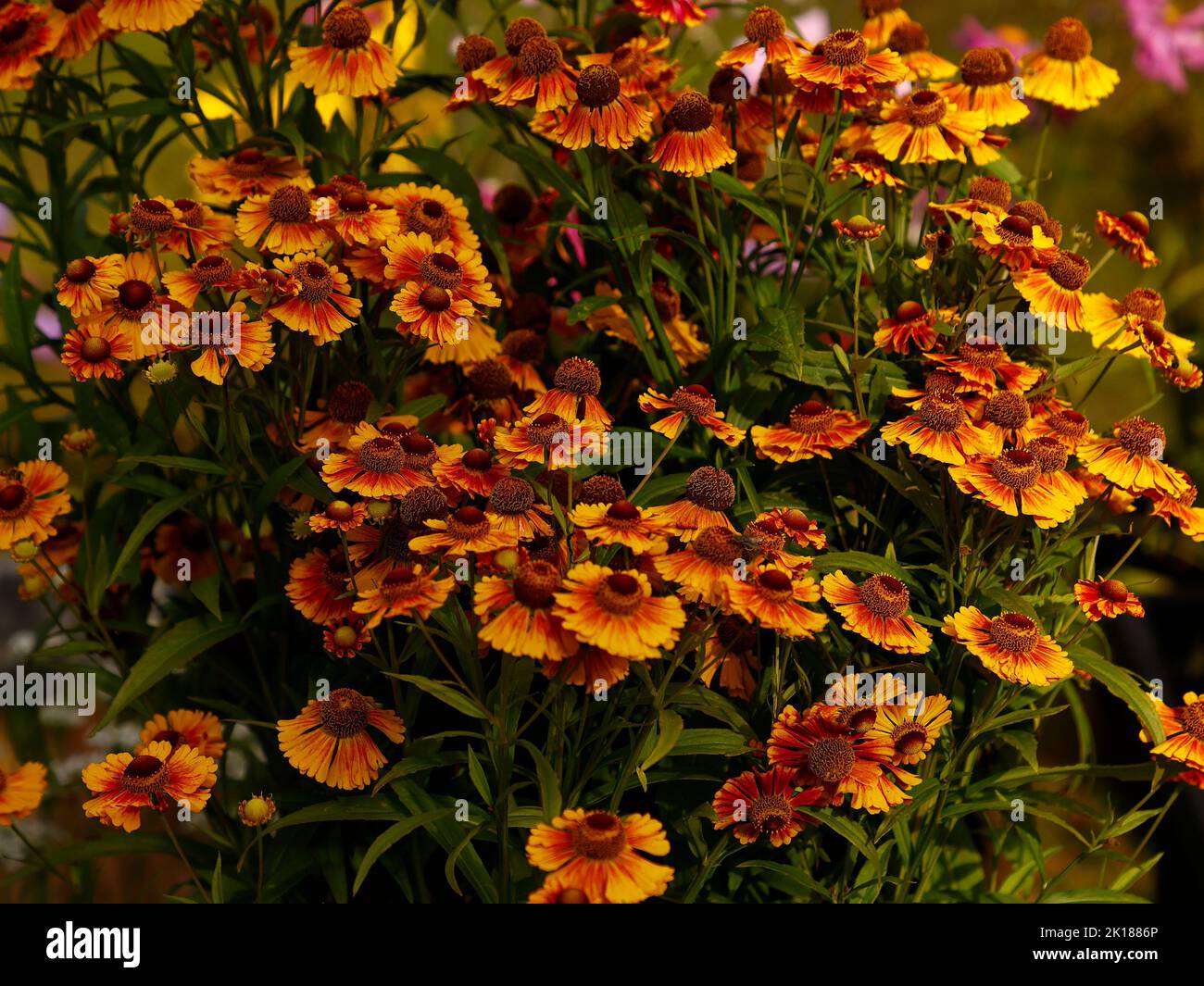 Close up of the summer long flowering perennial herbaceous garden plant ...