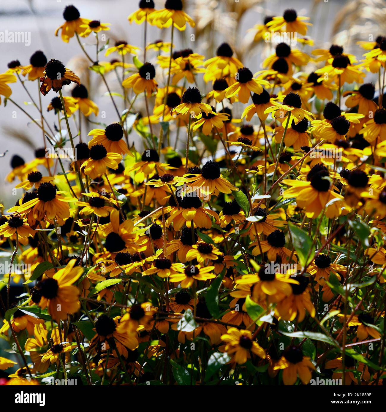 Blackjack plant hi-res stock photography and images - Alamy